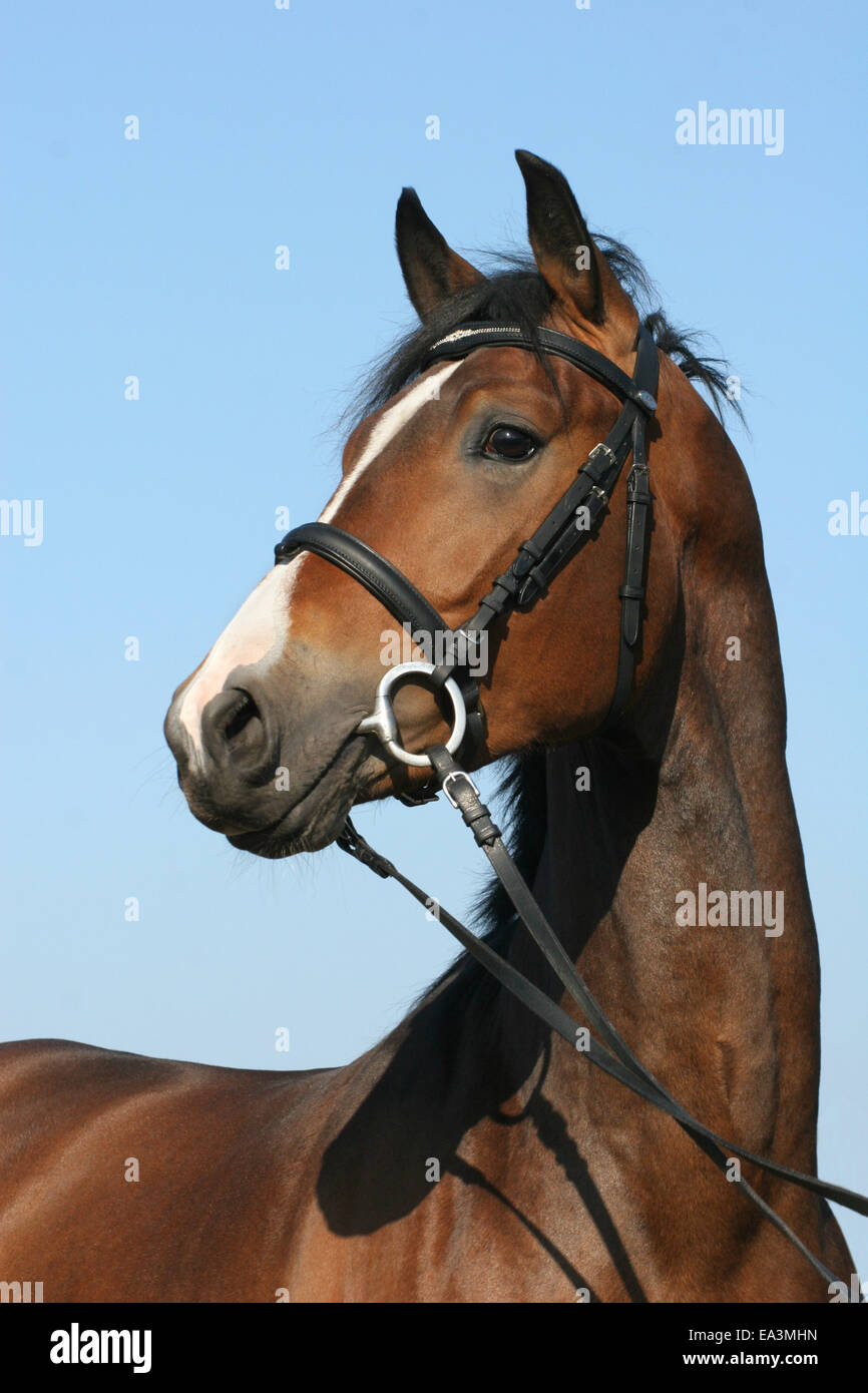 Outdoor stallion hi-res stock photography and images - Alamy