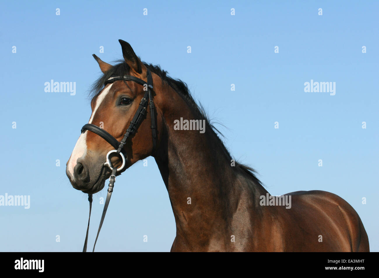 Portrait of stallion hi-res stock photography and images - Alamy