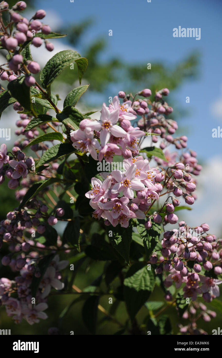 Rosa deutzia hi-res stock photography and images - Alamy