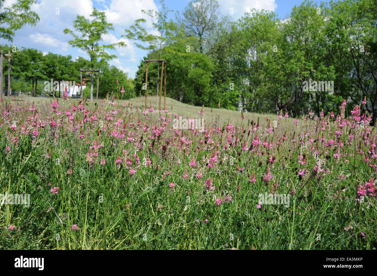 Common sainfoin hi-res stock photography and images - Alamy
