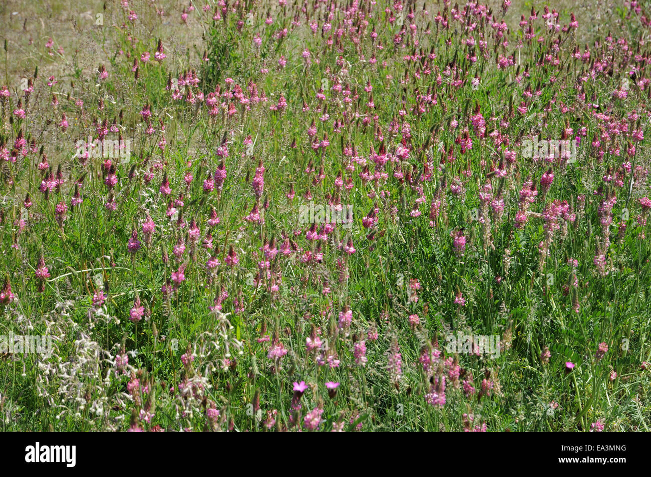 Common sainfoin hi-res stock photography and images - Alamy