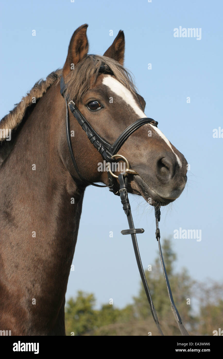 Breed stallion hi-res stock photography and images - Alamy