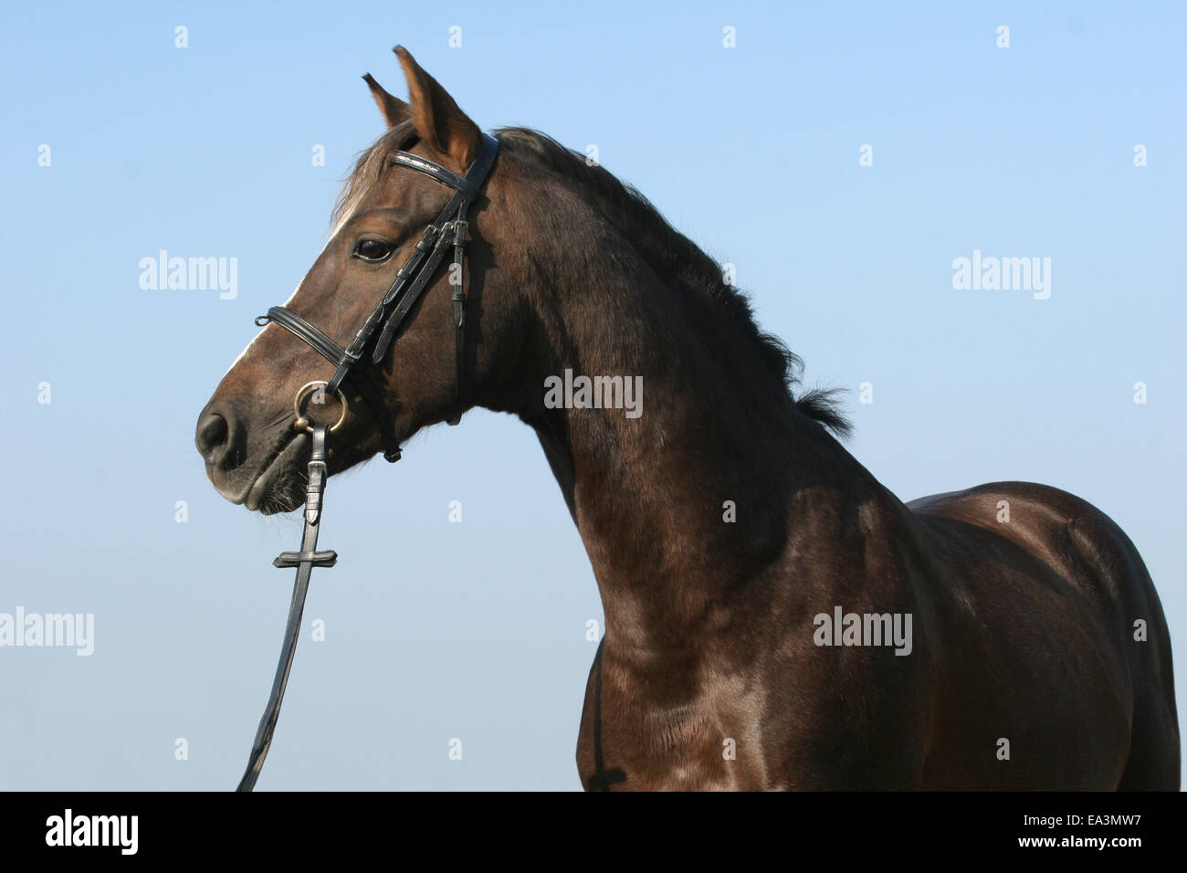 Breed stallion hi-res stock photography and images - Alamy