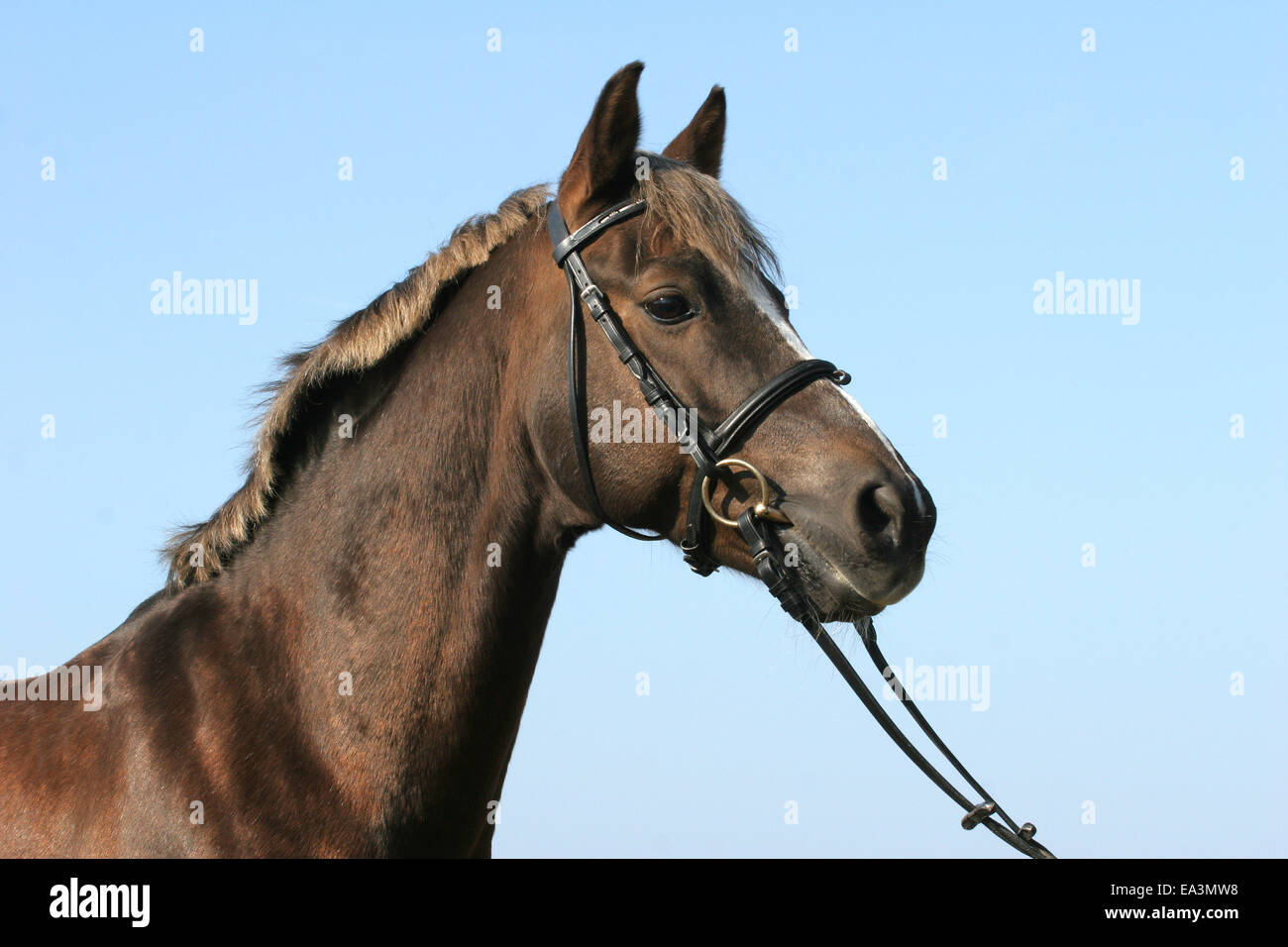 Little stallion hi-res stock photography and images - Alamy