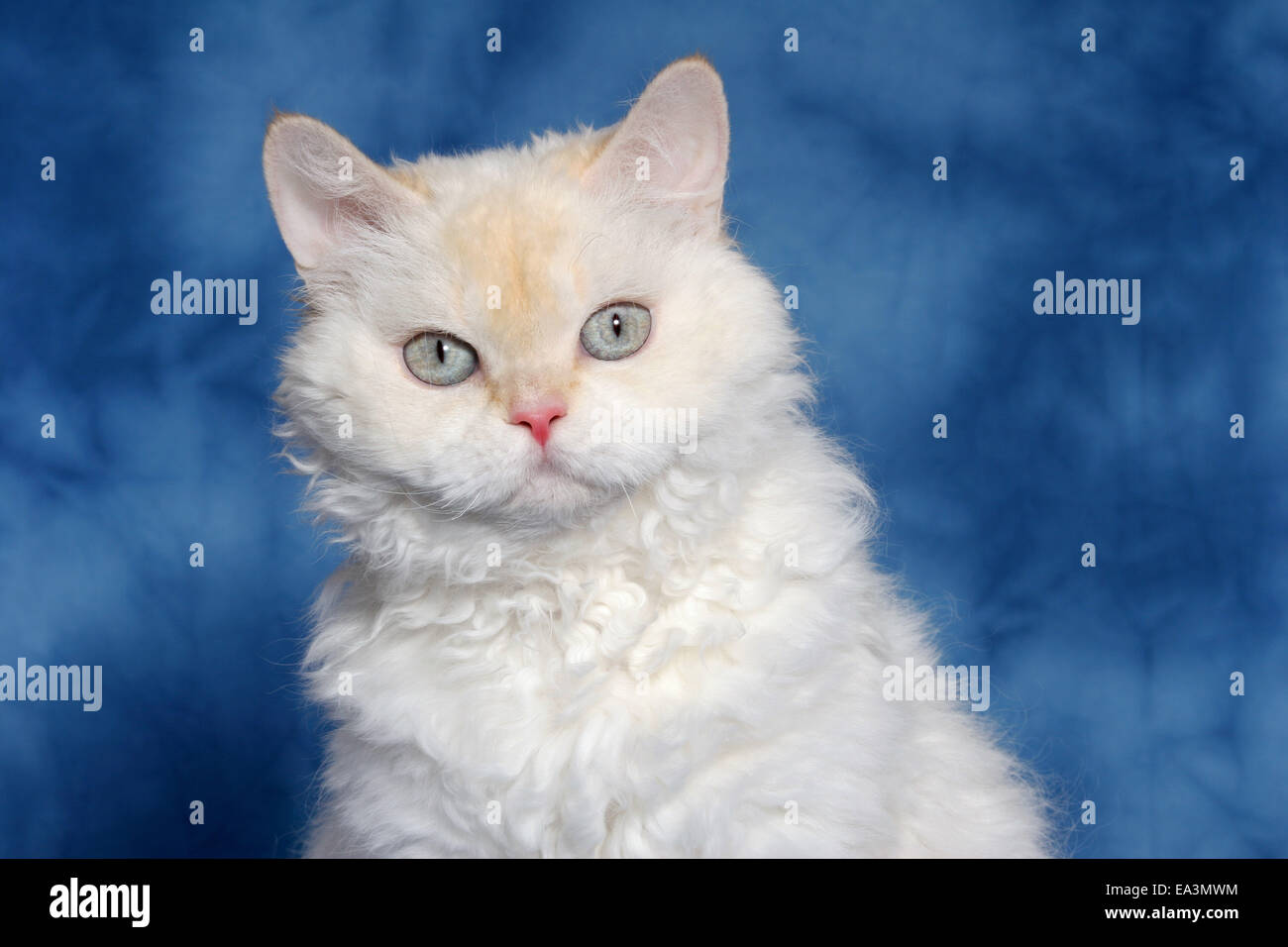 Selkirks hi-res stock photography and images - Alamy