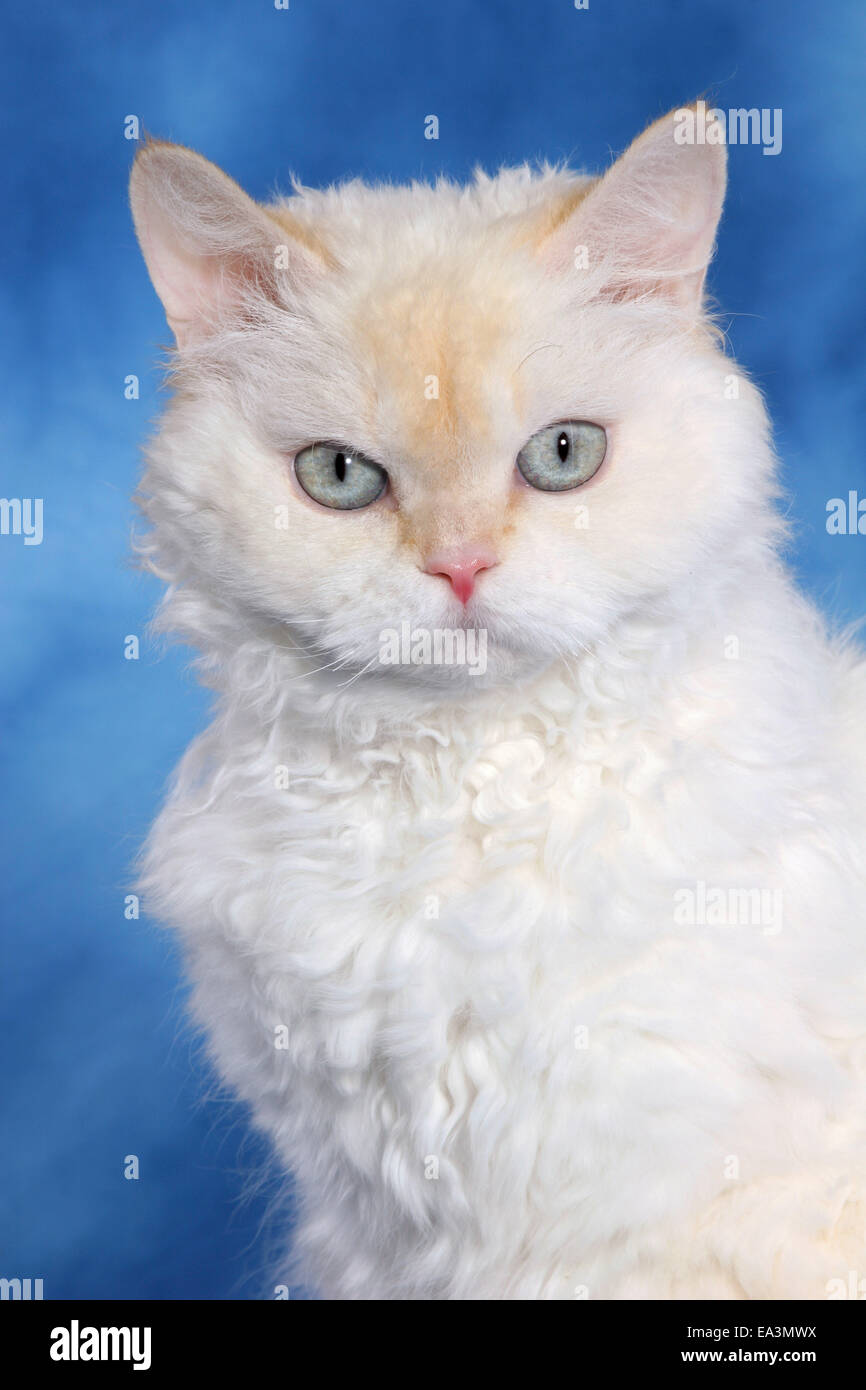 Selkirk rex long hair hi-res stock photography and images - Alamy