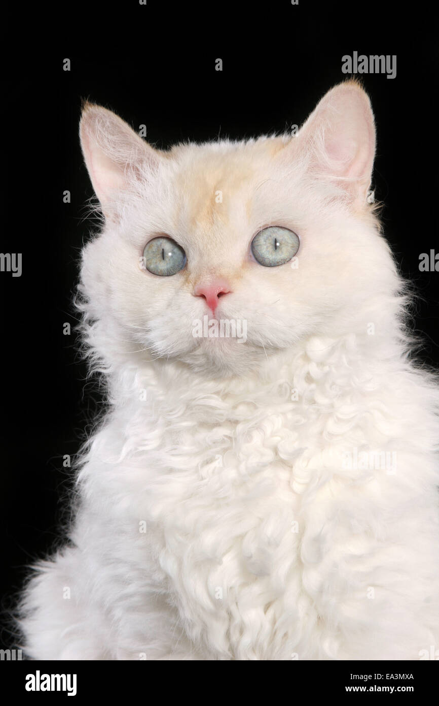 Selkirks hi-res stock photography and images - Alamy