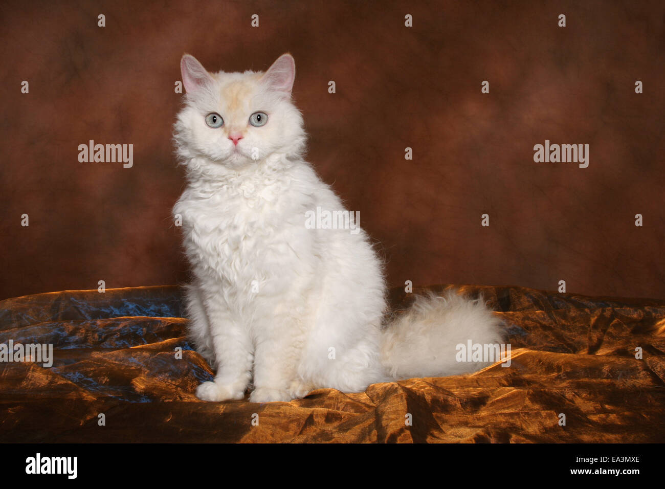 Selkirks hi-res stock photography and images - Alamy