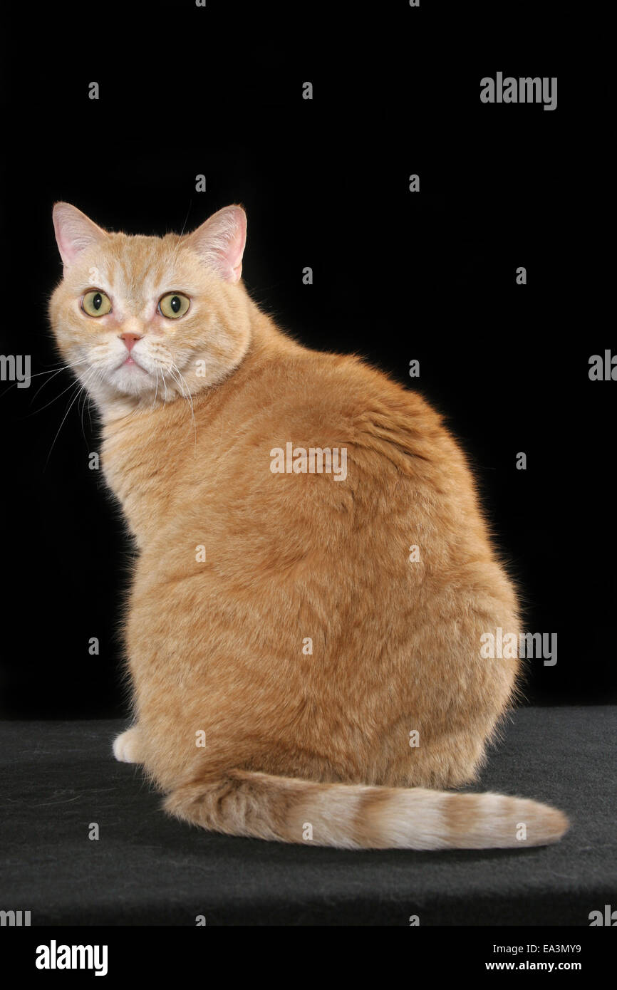 red british shorthaired Stock Photo - Alamy