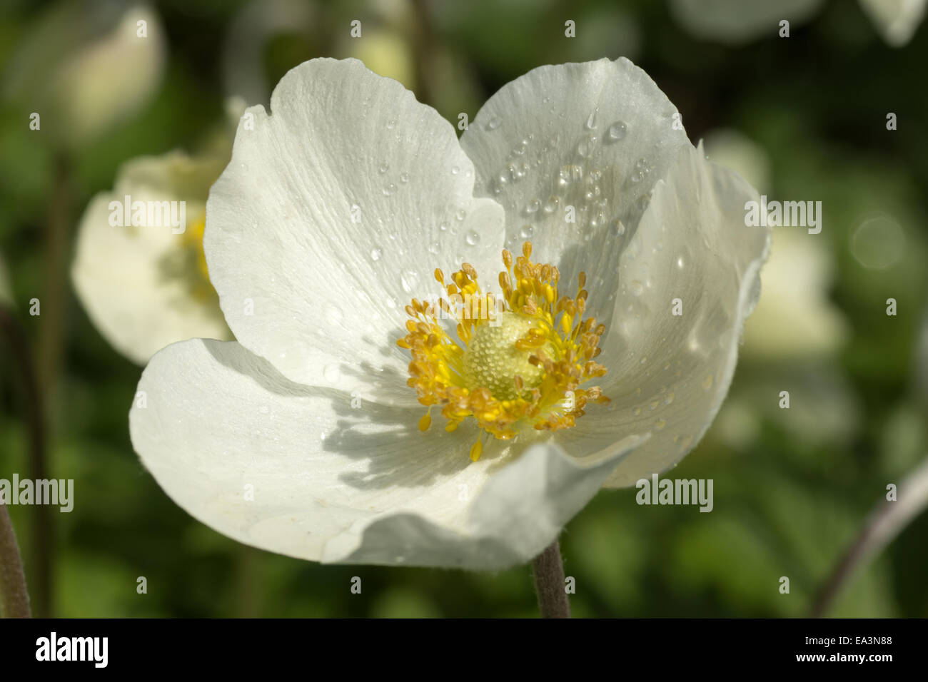 White anemone (anemone sylvestris Stock Photo - Alamy
