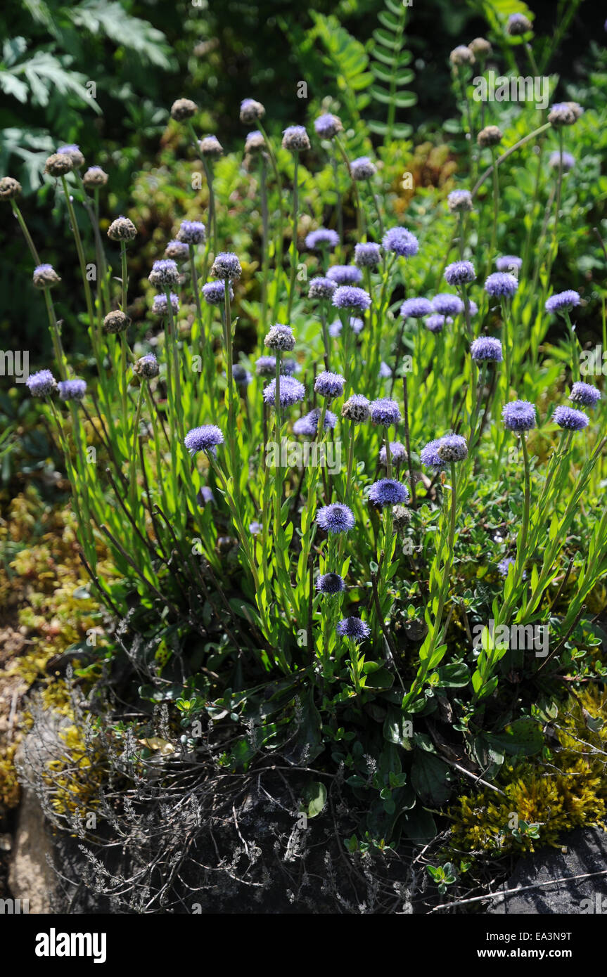 Globe daisy hi-res stock photography and images - Alamy