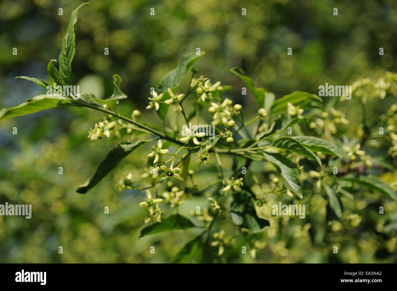 Spindle shrubs hi-res stock photography and images - Alamy