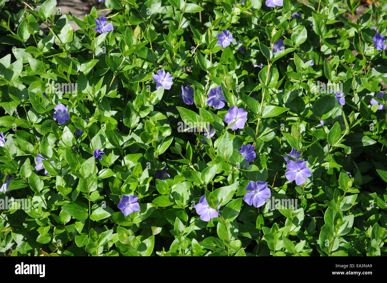 Large periwinkle flower hi-res stock photography and images - Alamy