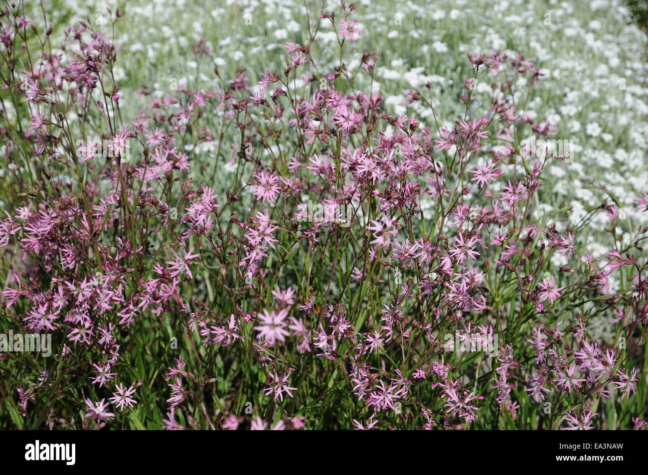 Ragged robin garden hi-res stock photography and images - Alamy