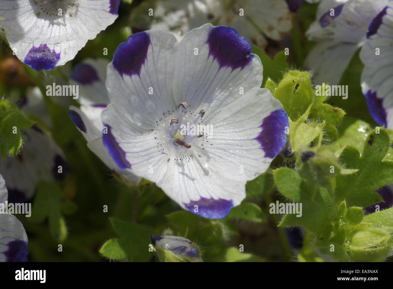 Five spot nemophila hi-res stock photography and images - Alamy