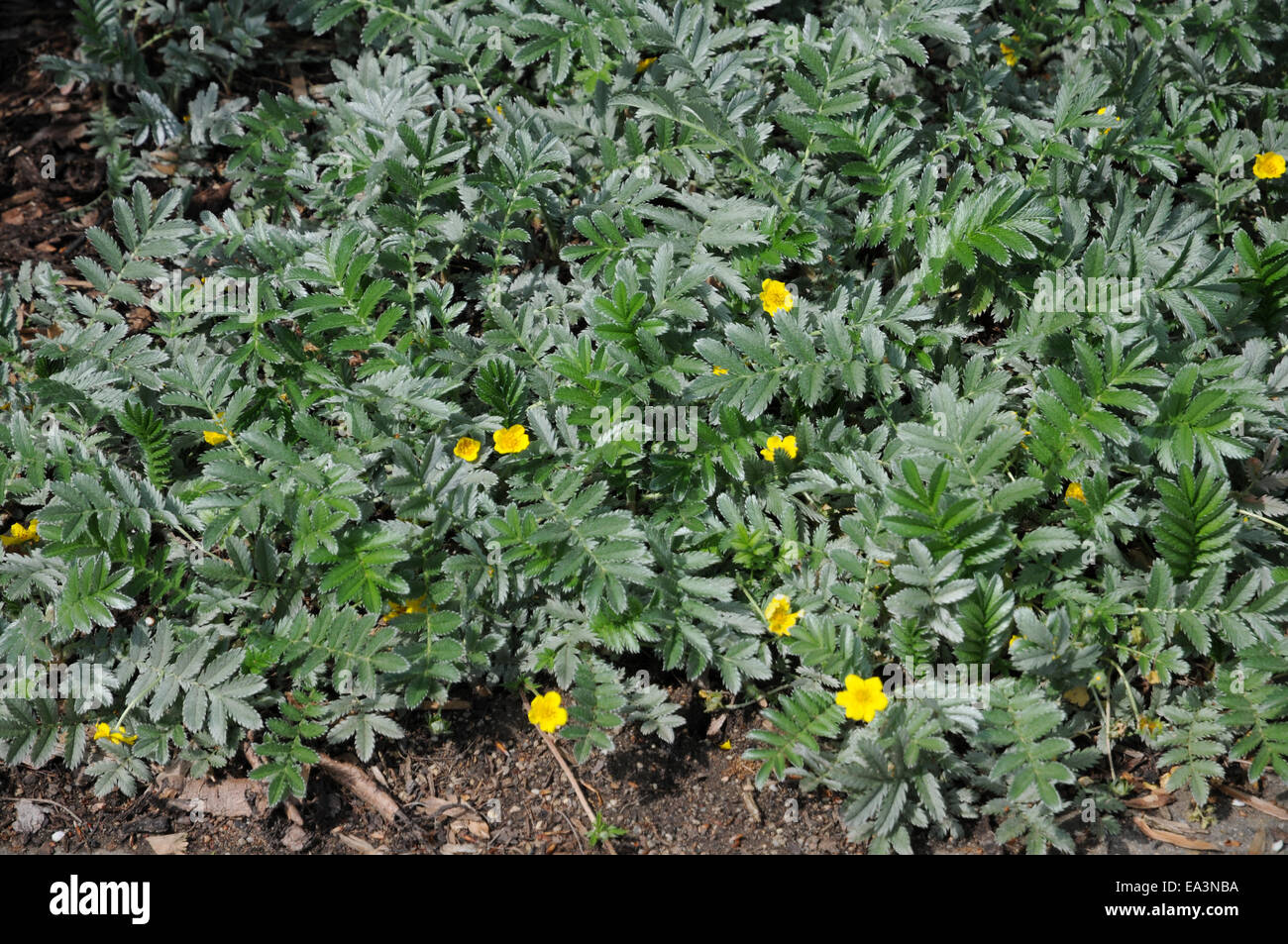 Silverweed flowers hi-res stock photography and images - Alamy