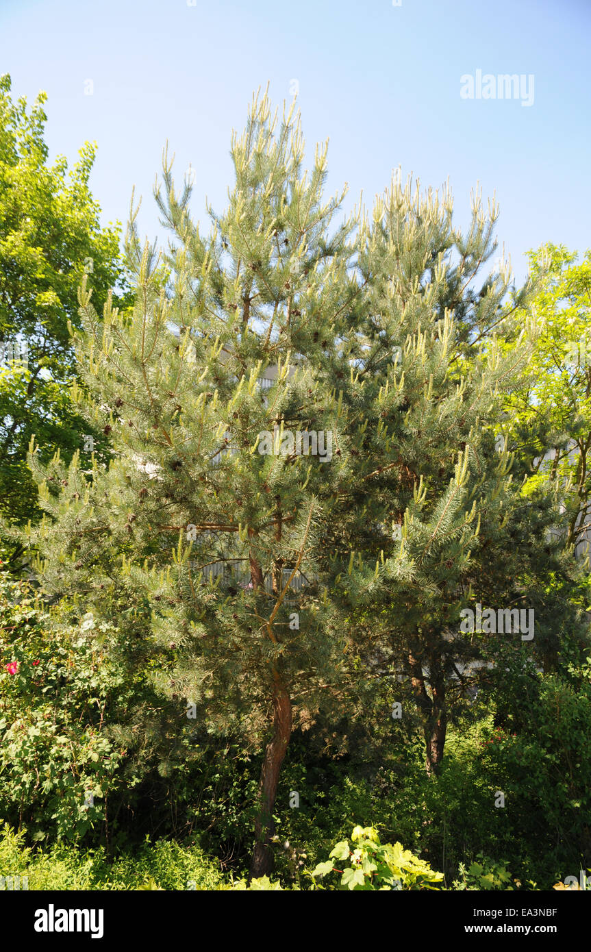 Scottish pine hi-res stock photography and images - Alamy