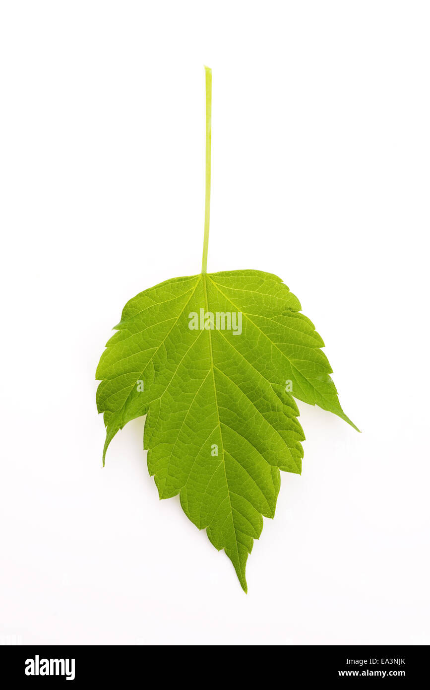 A new spring Maple leaf isolated on a white background Stock Photo - Alamy