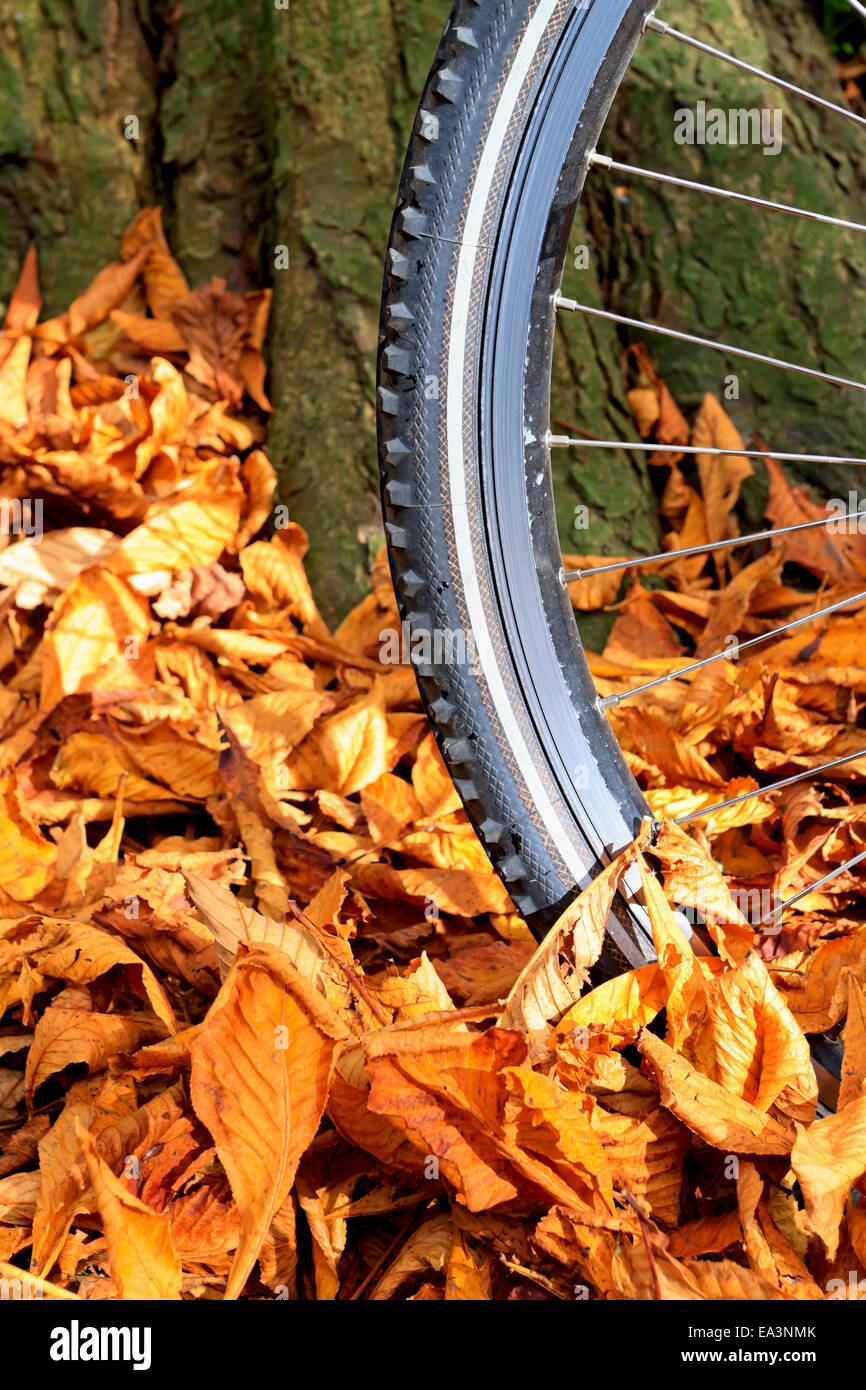 Close up of mountain bike wheel and tire tread with autumn leaves on ...
