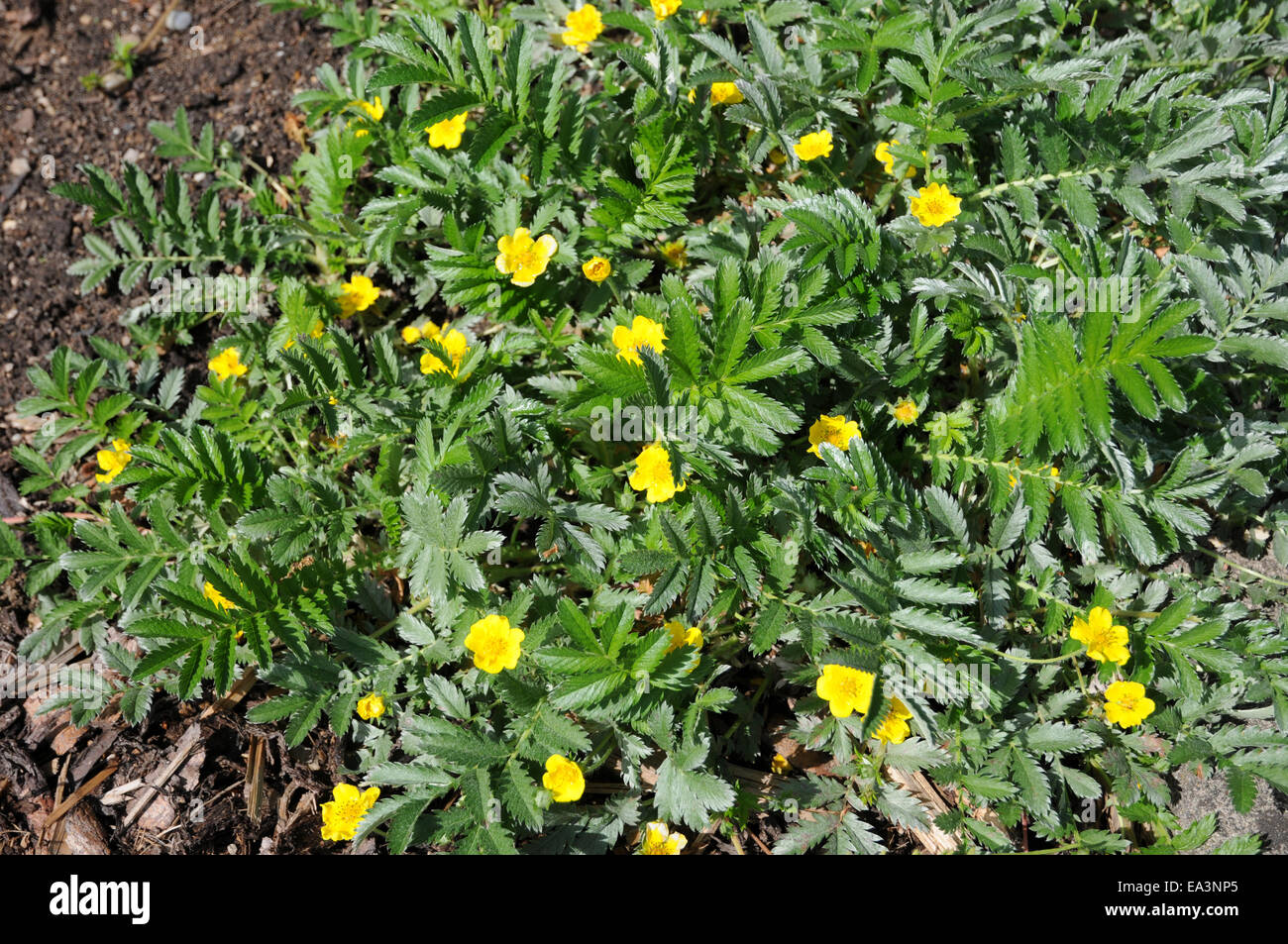 Silverweed flowers hi-res stock photography and images - Alamy