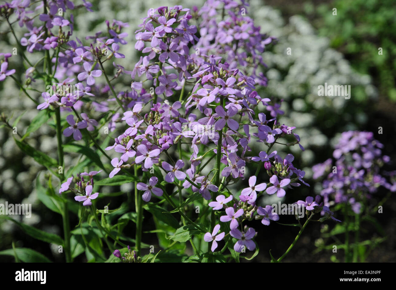 Dames rocket hi-res stock photography and images - Alamy