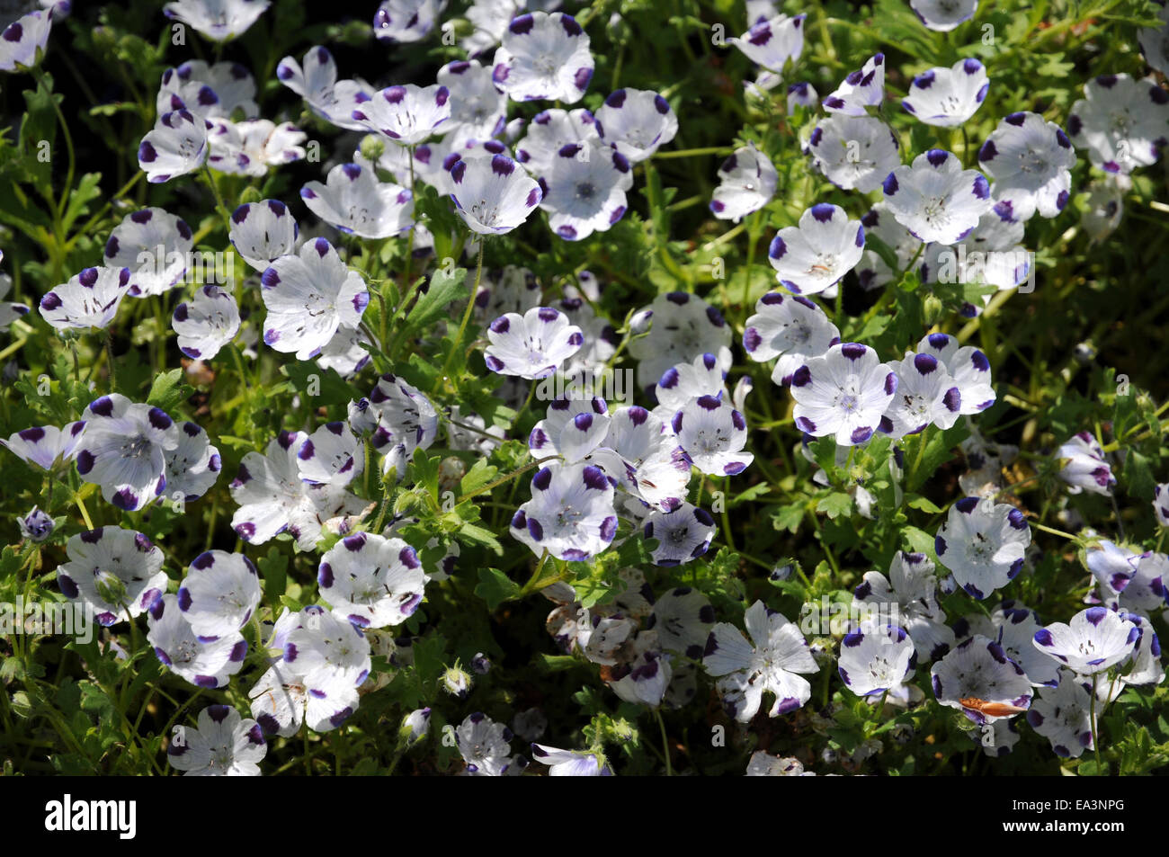 Five spot nemophila hi-res stock photography and images - Alamy