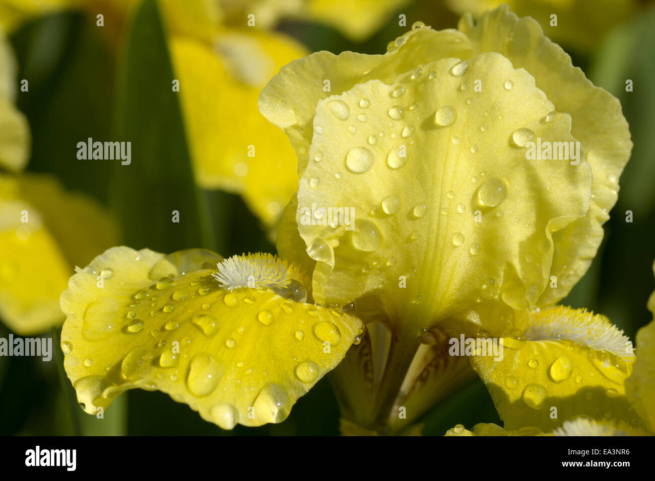 Yellow blooming Iris (iridoideae Stock Photo - Alamy