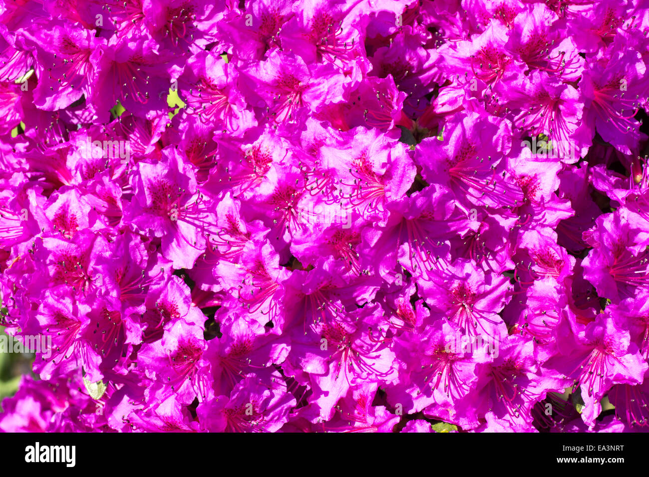 Rhododendron - Azaleen Stock Photo - Alamy