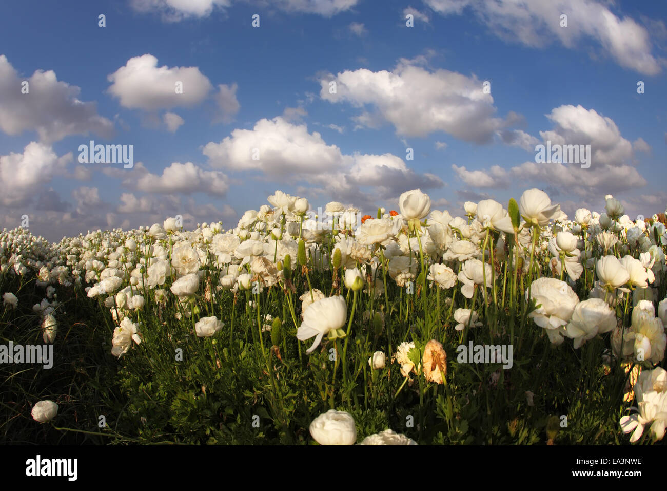 The field of white buttercups Stock Photo - Alamy