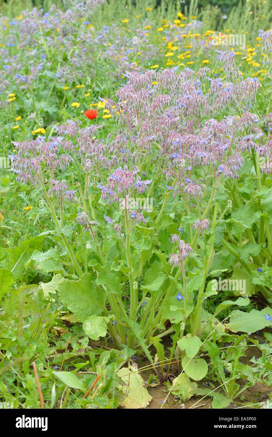 Borage - Starflower (Borago officinalis) flowering in summer Stock ...