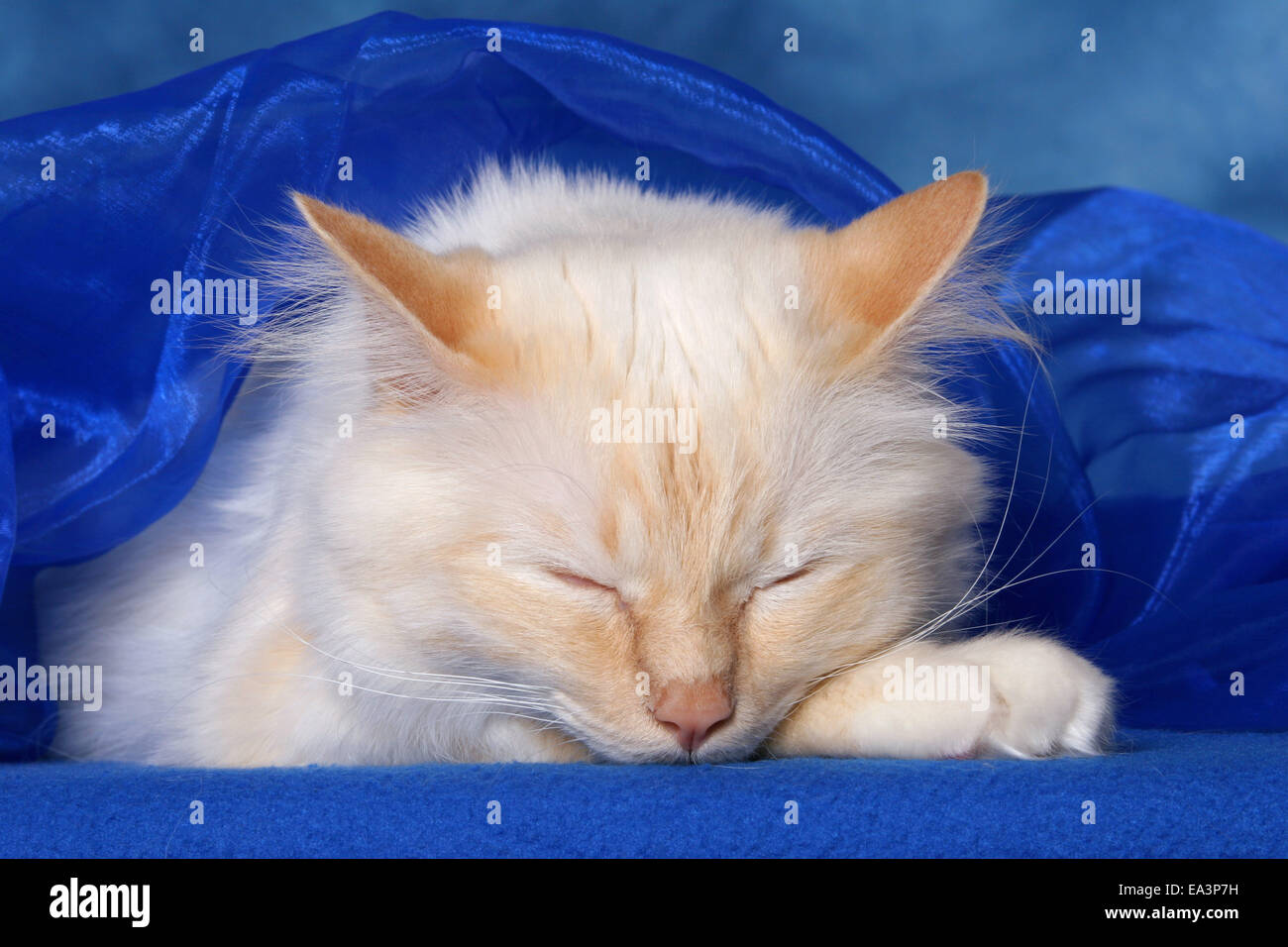 Birman cat, blue tabby point hi-res stock photography and images - Alamy