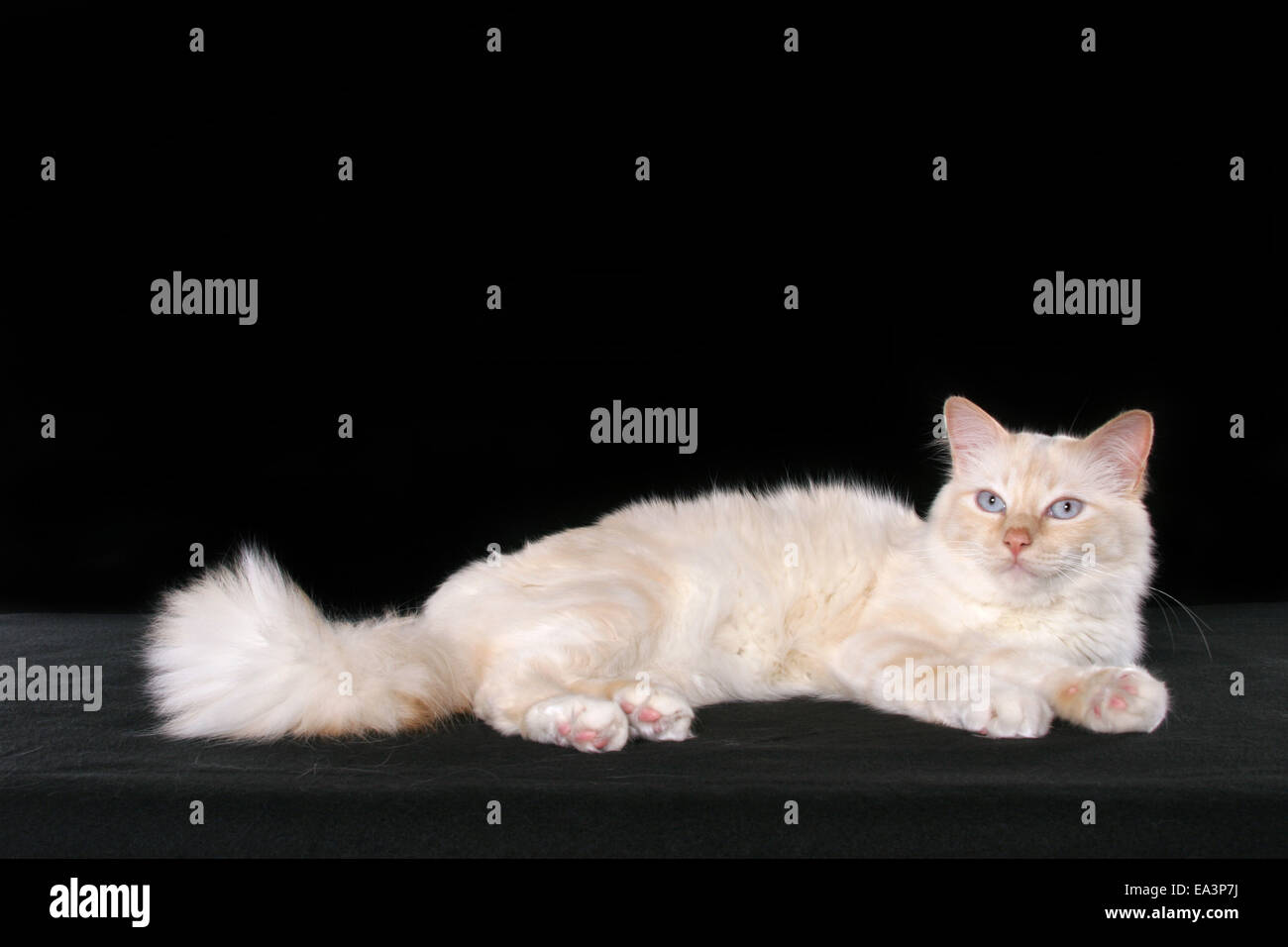 lying sacred birman Stock Photo - Alamy