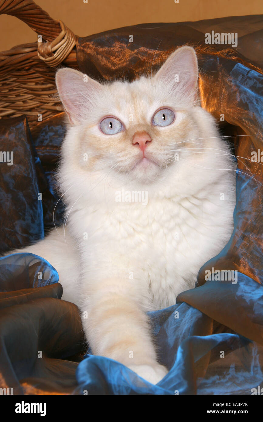 Sacred decoration hi-res stock photography and images - Alamy