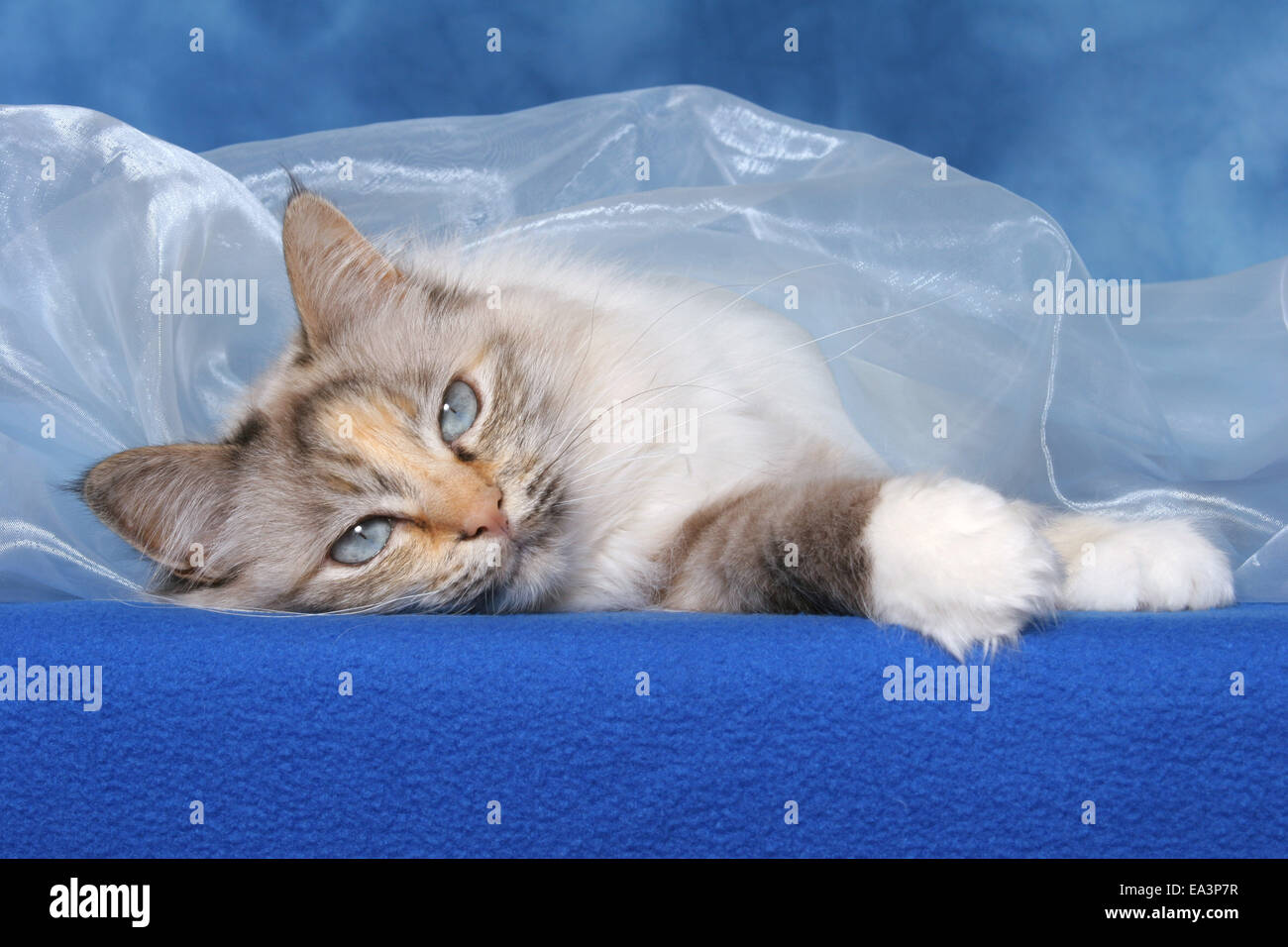 lying sacred birman Stock Photo - Alamy