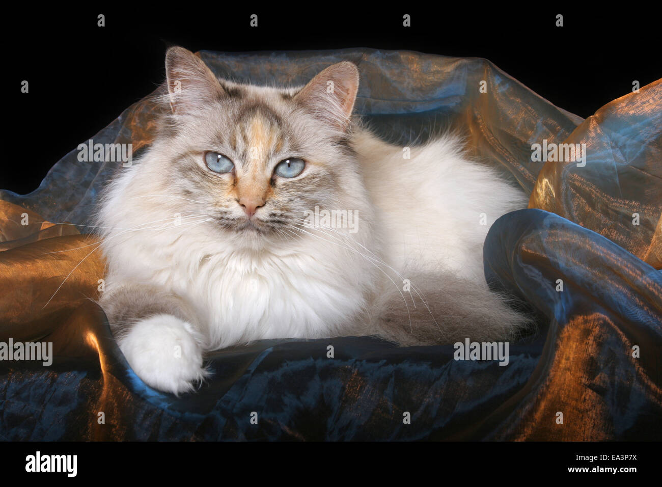 lying sacred birman Stock Photo - Alamy
