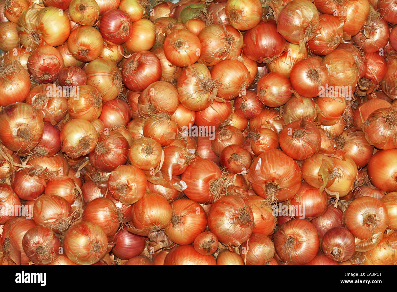 Orange bulb onion relish shine Stock Photo - Alamy