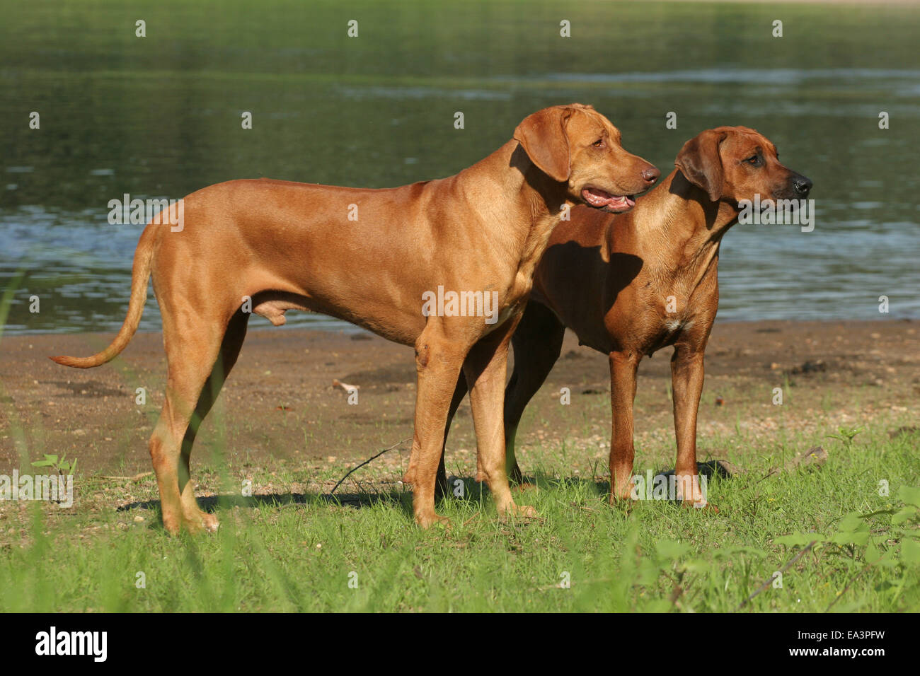 Rhodesian ridgebacks hi-res stock photography and images - Alamy