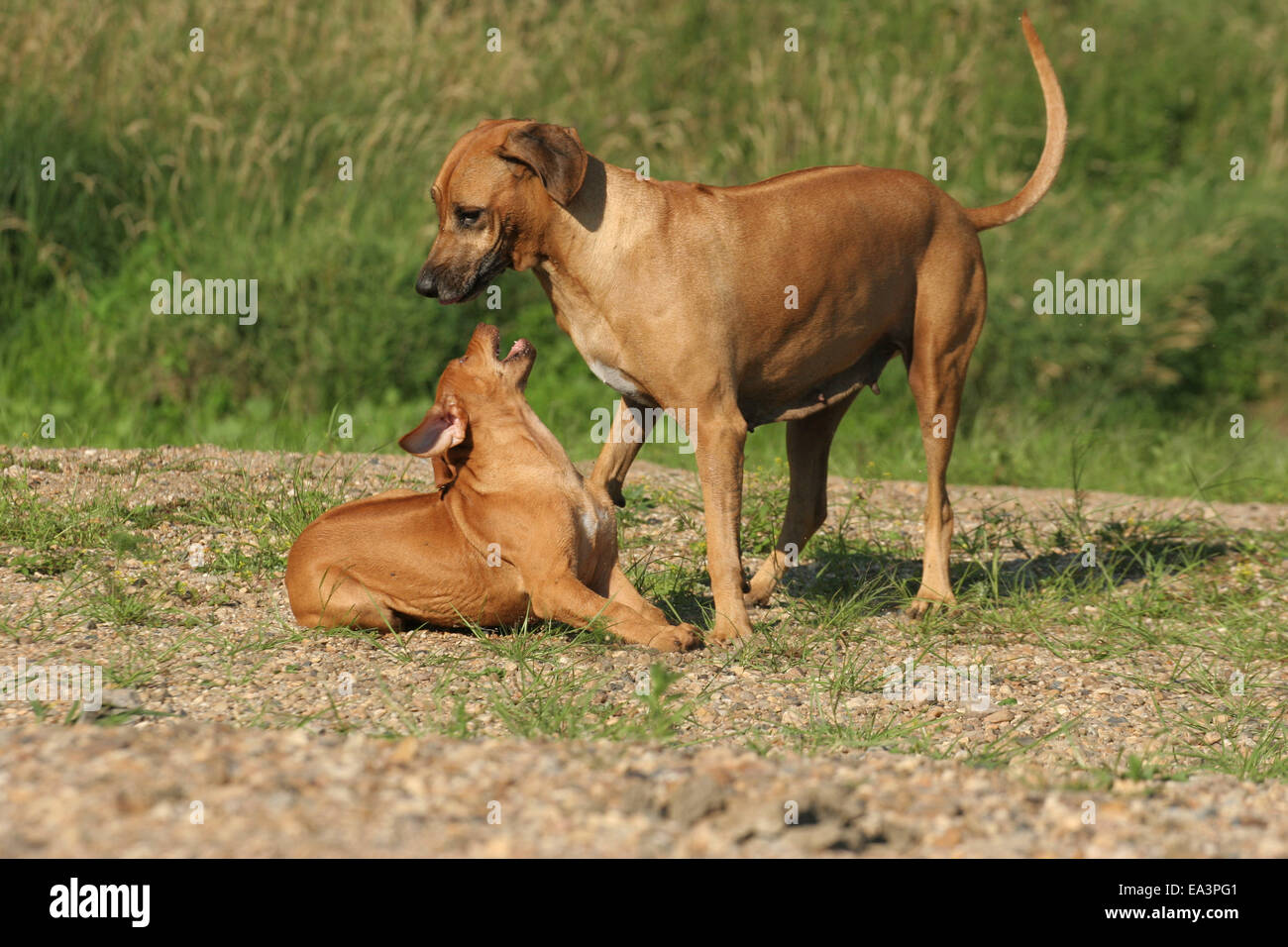 playing Rhodesian Ridgebacks Stock Photo - Alamy
