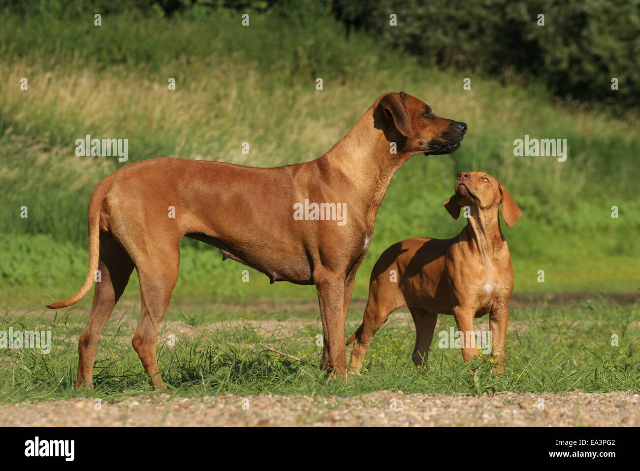 Adult and puppies hi-res stock photography and images - Alamy