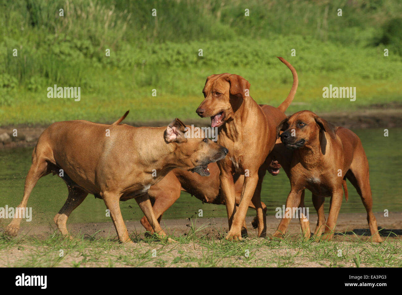 playing Rhodesian Ridgebacks Stock Photo - Alamy