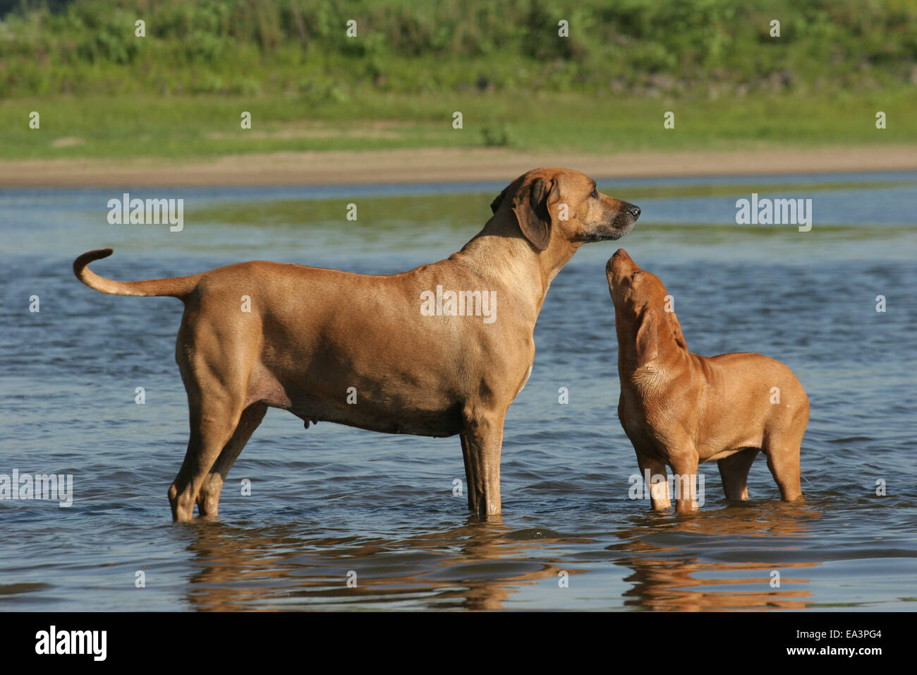 Two haired sea lion hi-res stock photography and images - Alamy