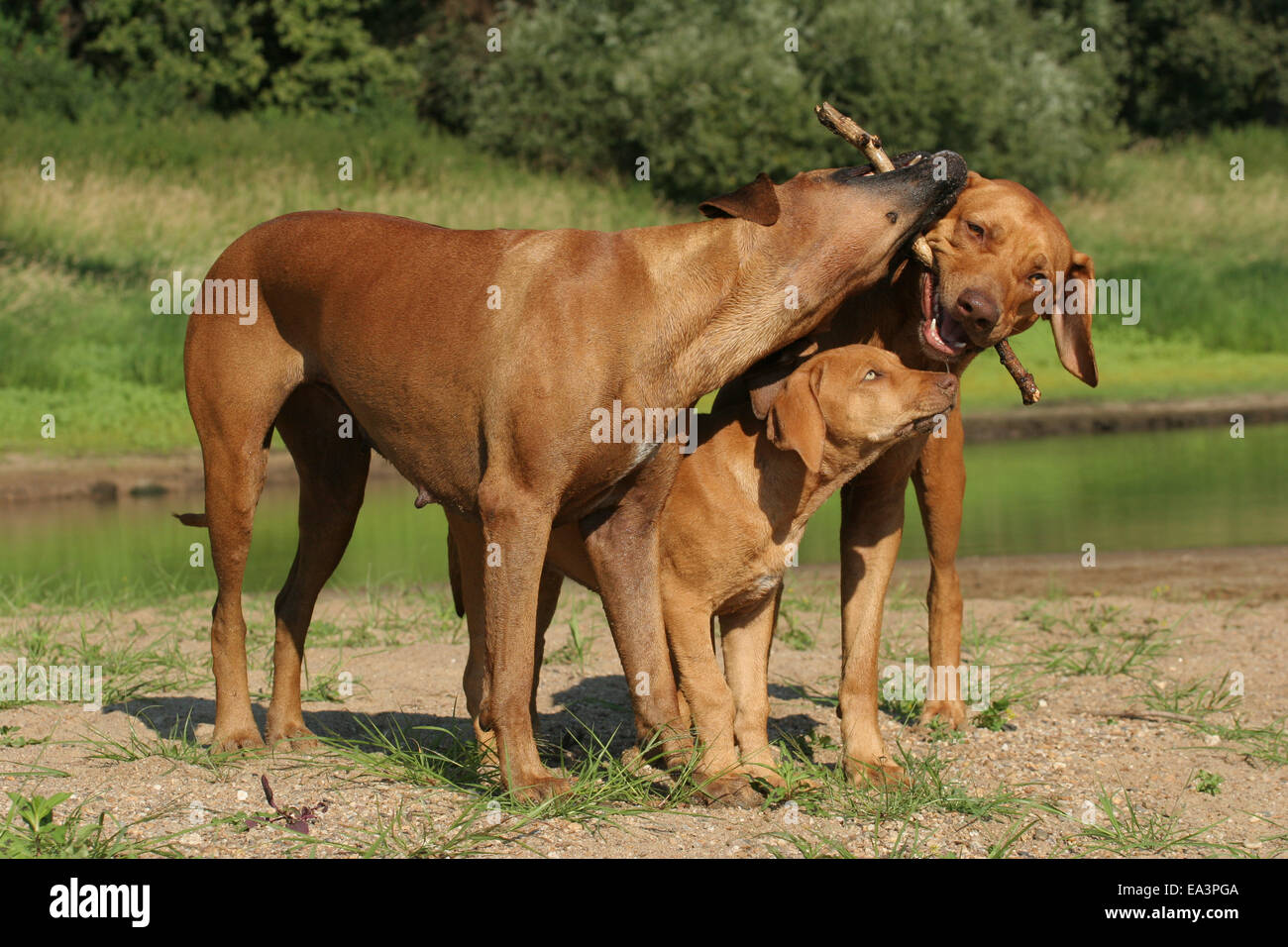 playing Rhodesian Ridgebacks Stock Photo - Alamy