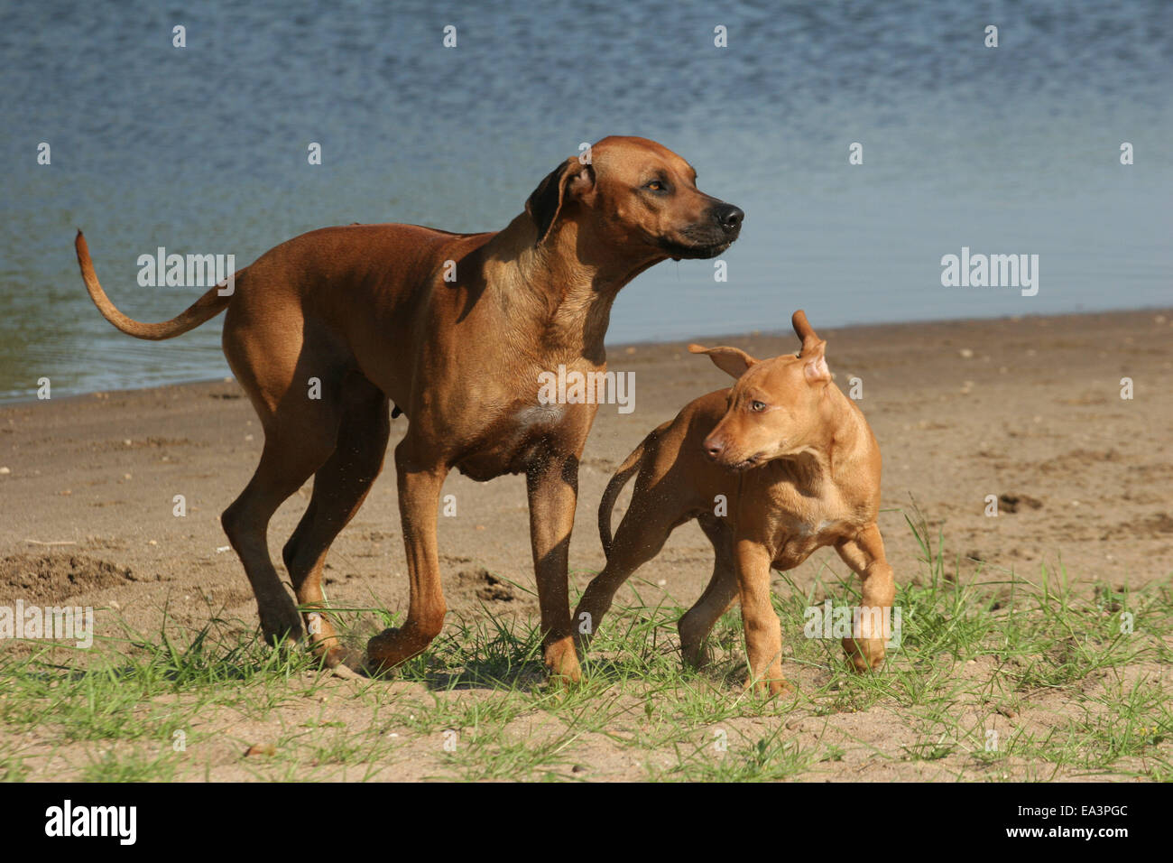 Two haired sea lion hi-res stock photography and images - Alamy