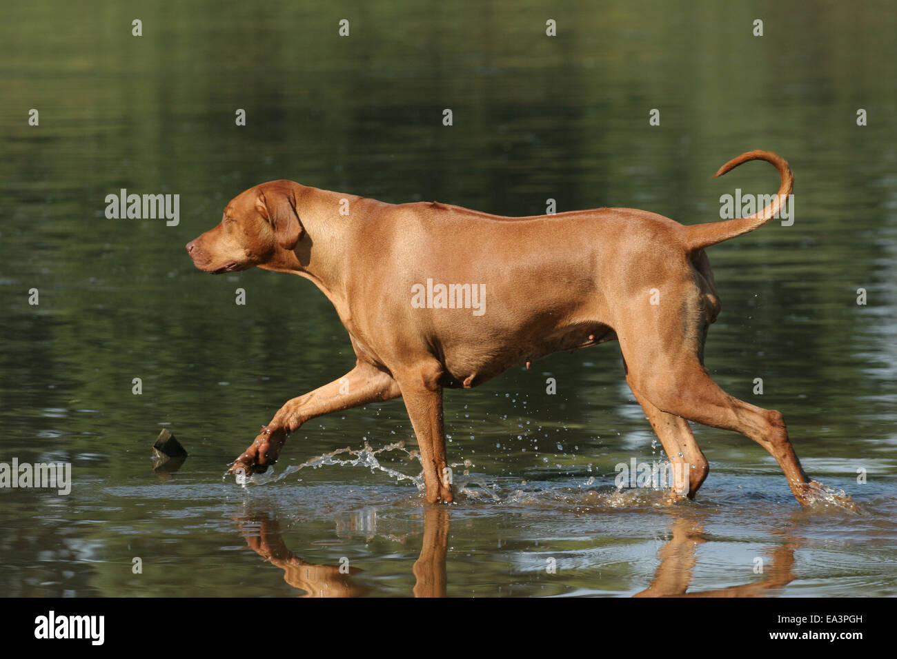 running Rhodesian Ridgeback Stock Photo - Alamy