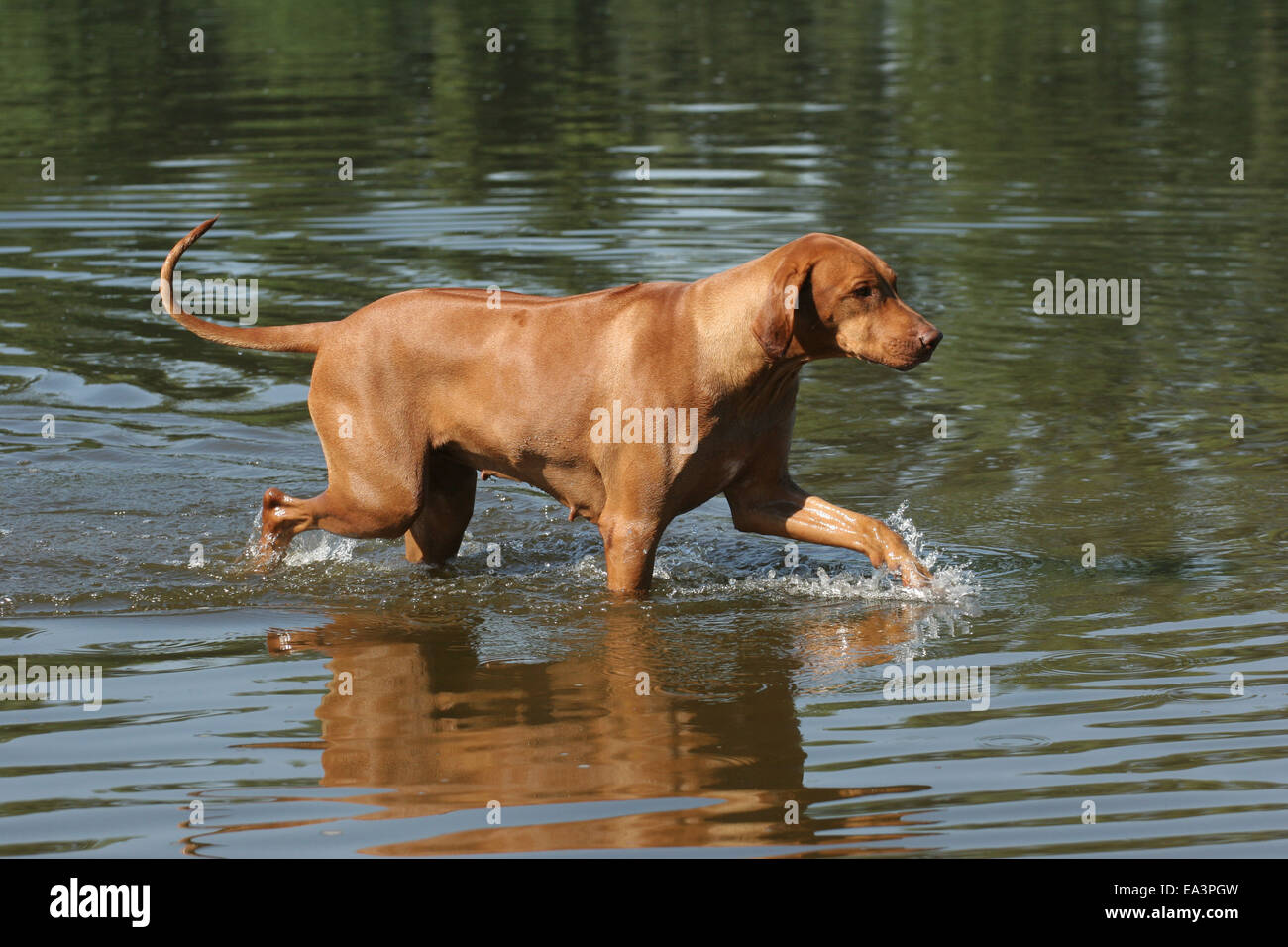running Rhodesian Ridgeback Stock Photo - Alamy