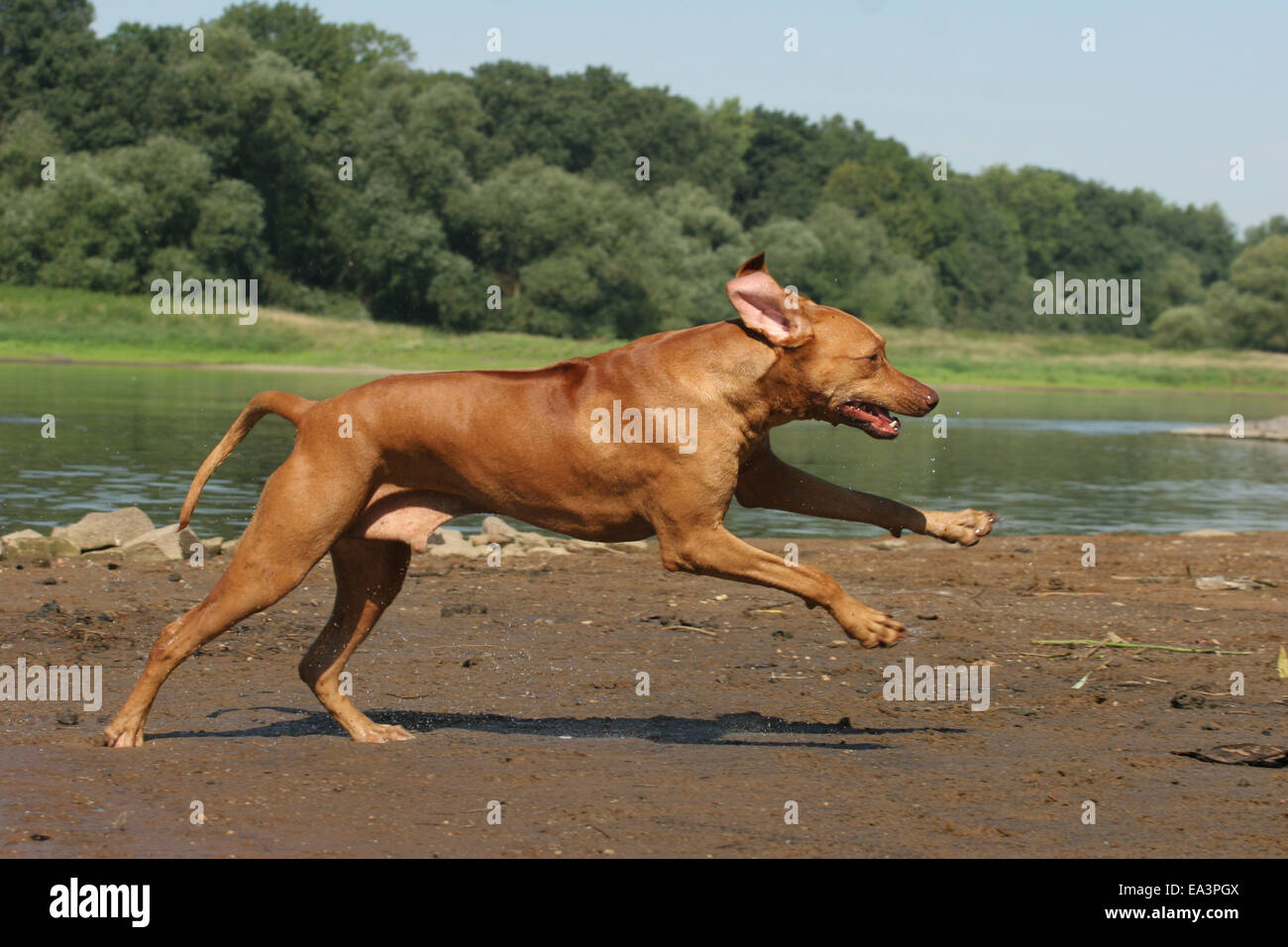 running Rhodesian Ridgeback Stock Photo - Alamy