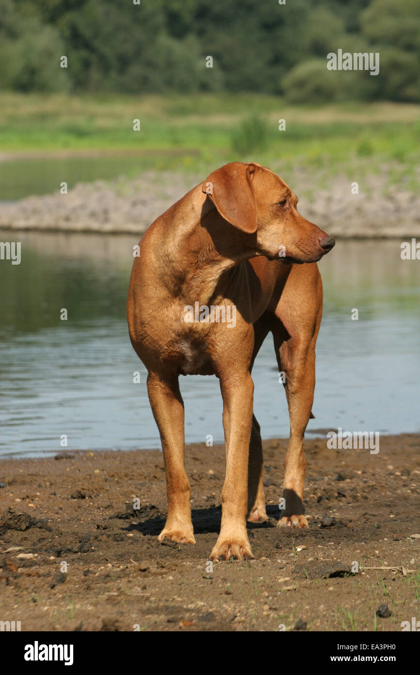 Rhodesian ridgeback livernose hi-res stock photography and images - Alamy