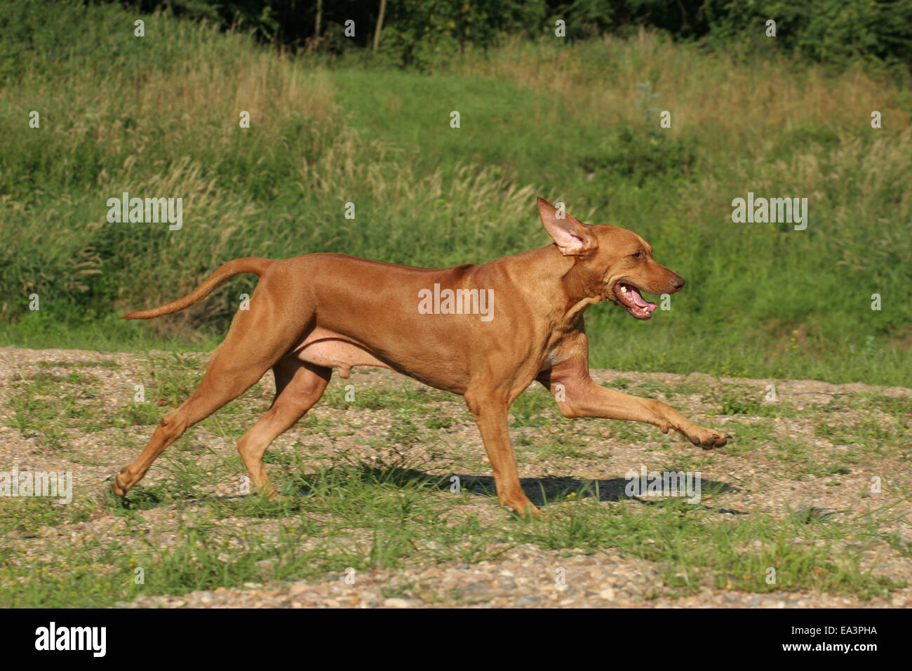 running Rhodesian Ridgeback Stock Photo - Alamy