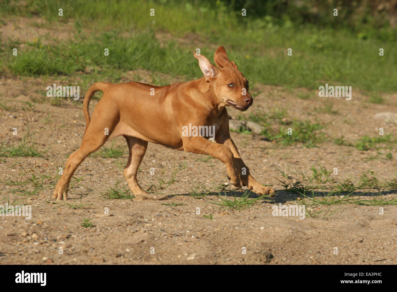 Rhodesian Ridgeback puppy Stock Photo - Alamy
