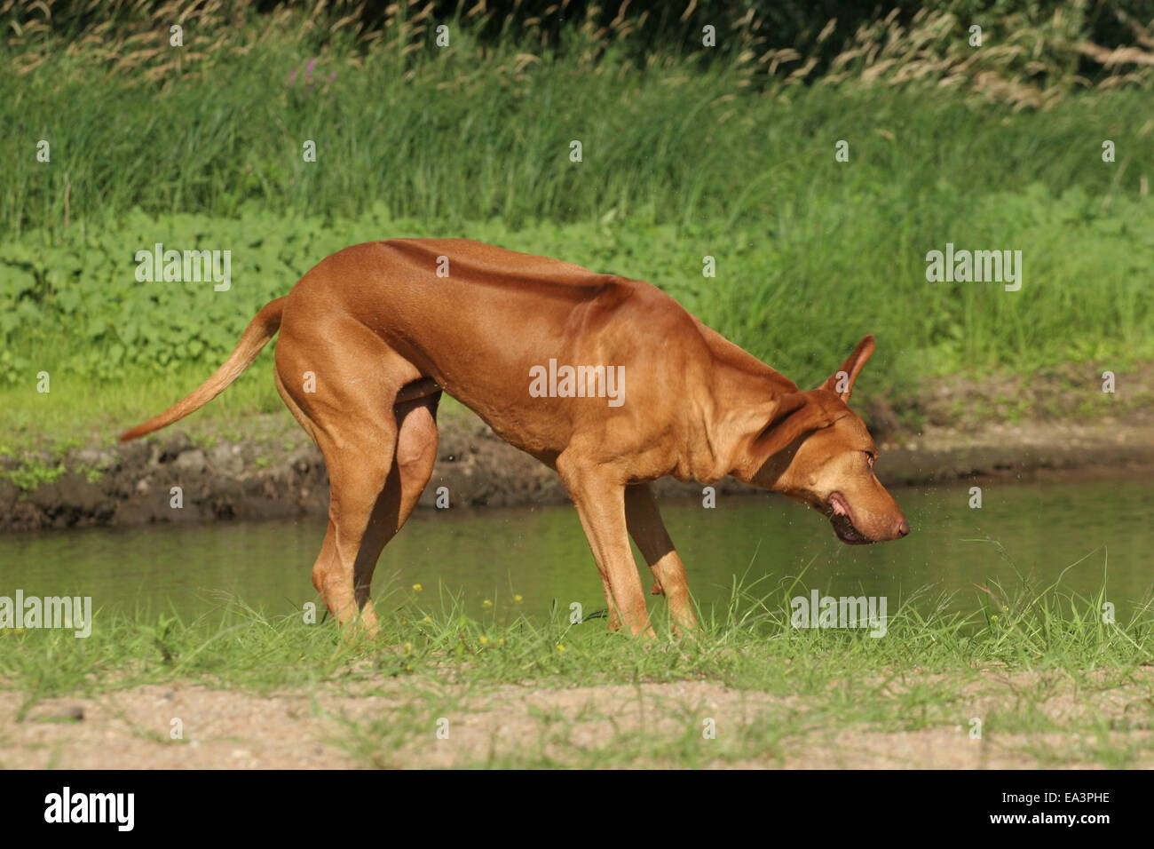 Shaking hi-res stock photography and images - Alamy